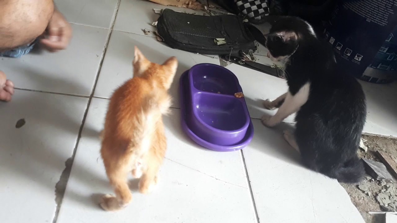 Kucing oren dan kucing hitam putih - YouTube