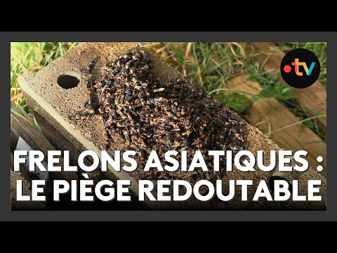 Une recette facile pour piéger les frelons asiatiques