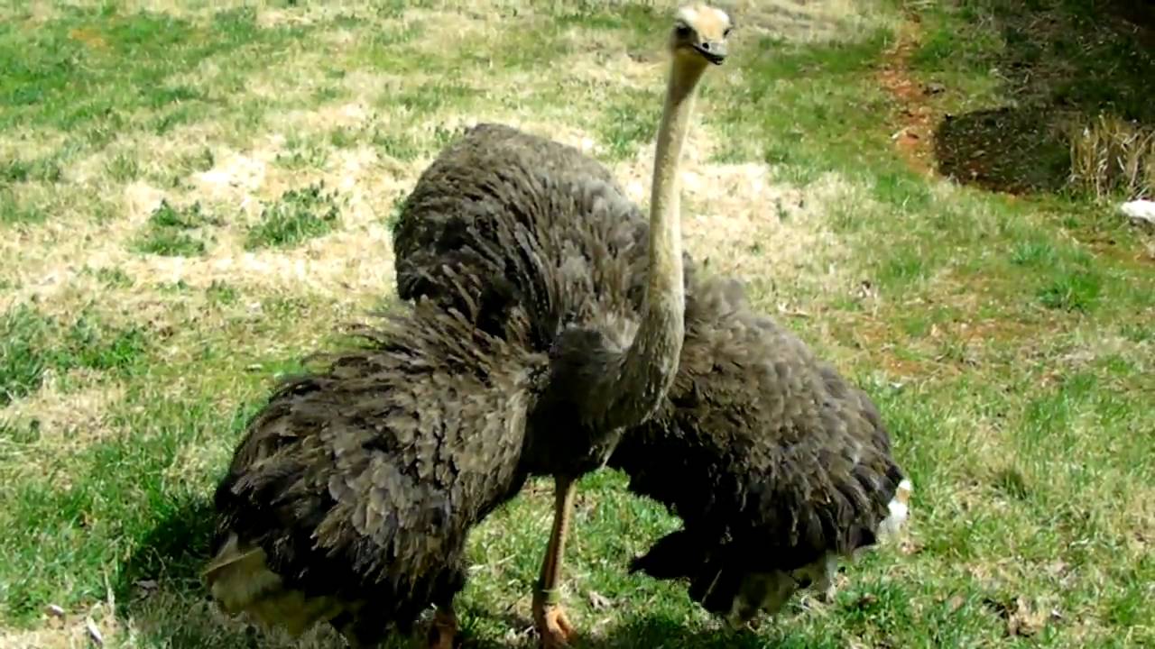 Ostrich Putting on a Show and Dancing at NC Zoological Park - YouTube