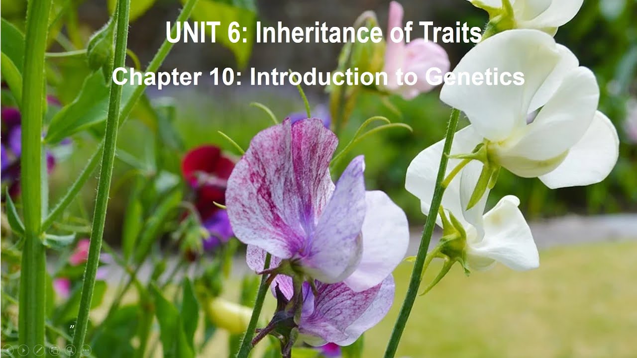 PowerPoint Lecture Unit 6 (Chapter 10 Introduction to Genetics) - YouTube