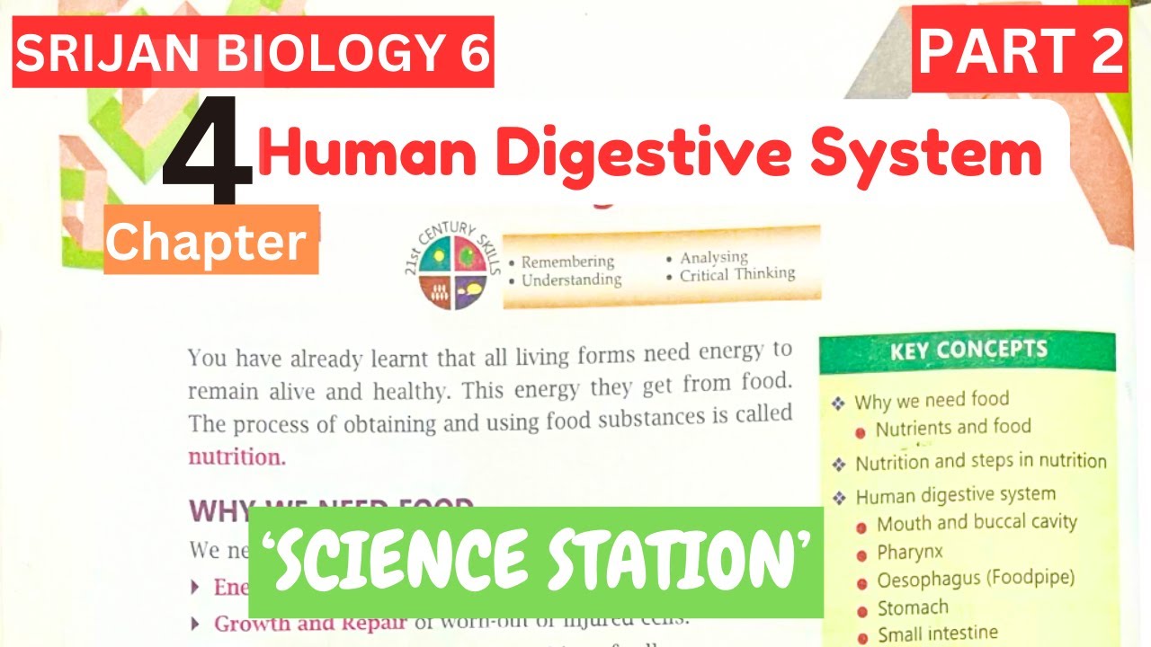 human Digestive System | icse srijan biology class 6 chapter 4 - YouTube