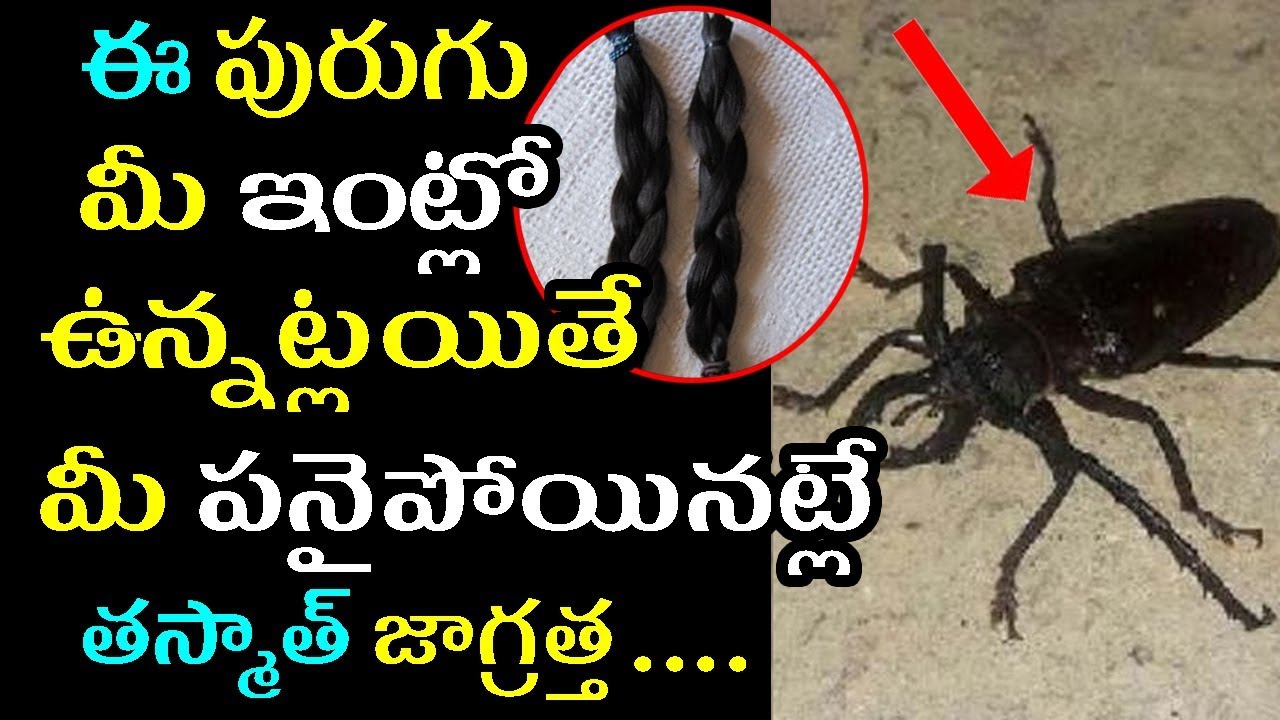 పేరు లేని పురుగు దేశాన్ని వణికిస్తోంది |Shocking Incident Of Mysterious ...
