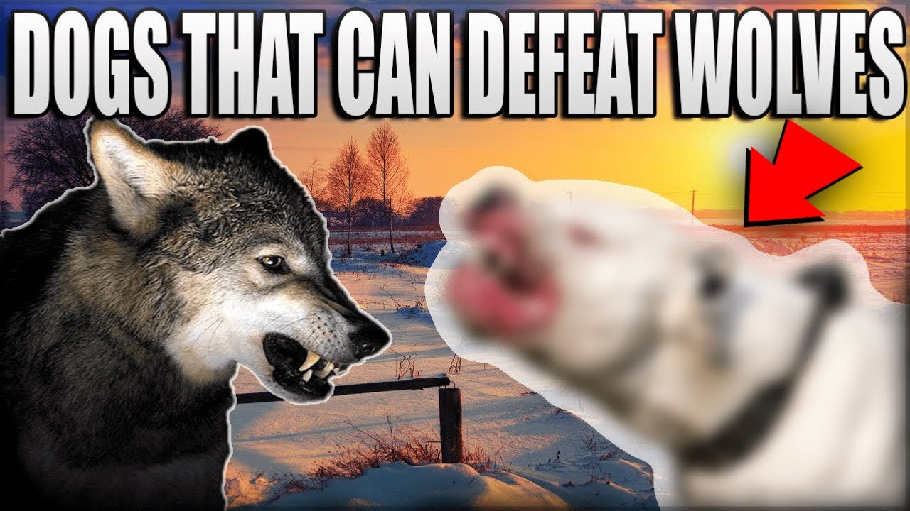 Here Are 15 Dog Breeds That Can Defeat Wolves 🐺 - YouTube