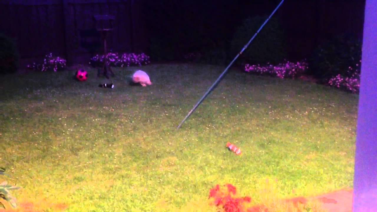 Crazy Riley the cockapoo - YouTube