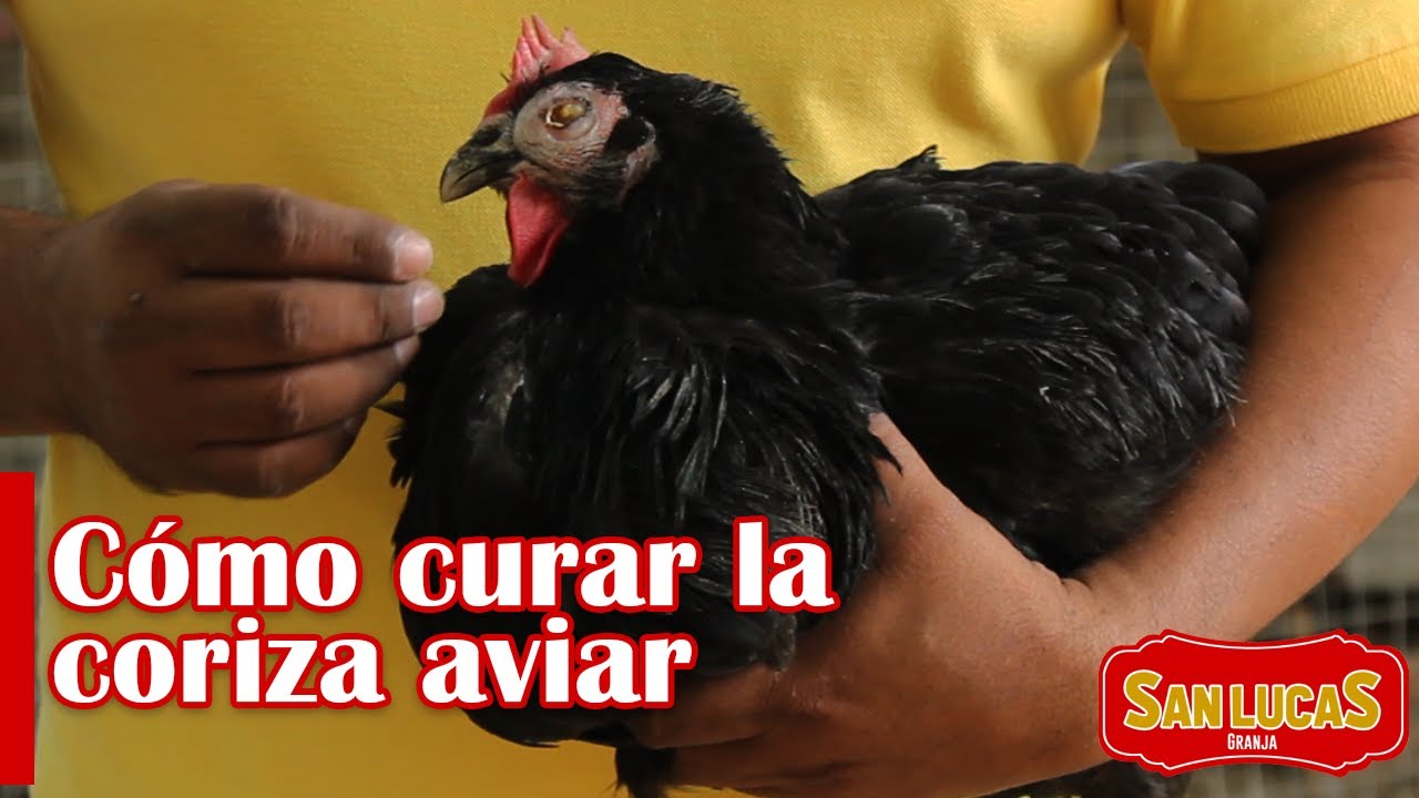 Coriza infecciosa aviar | Así es como se cura el ojo hinchando en aves ...