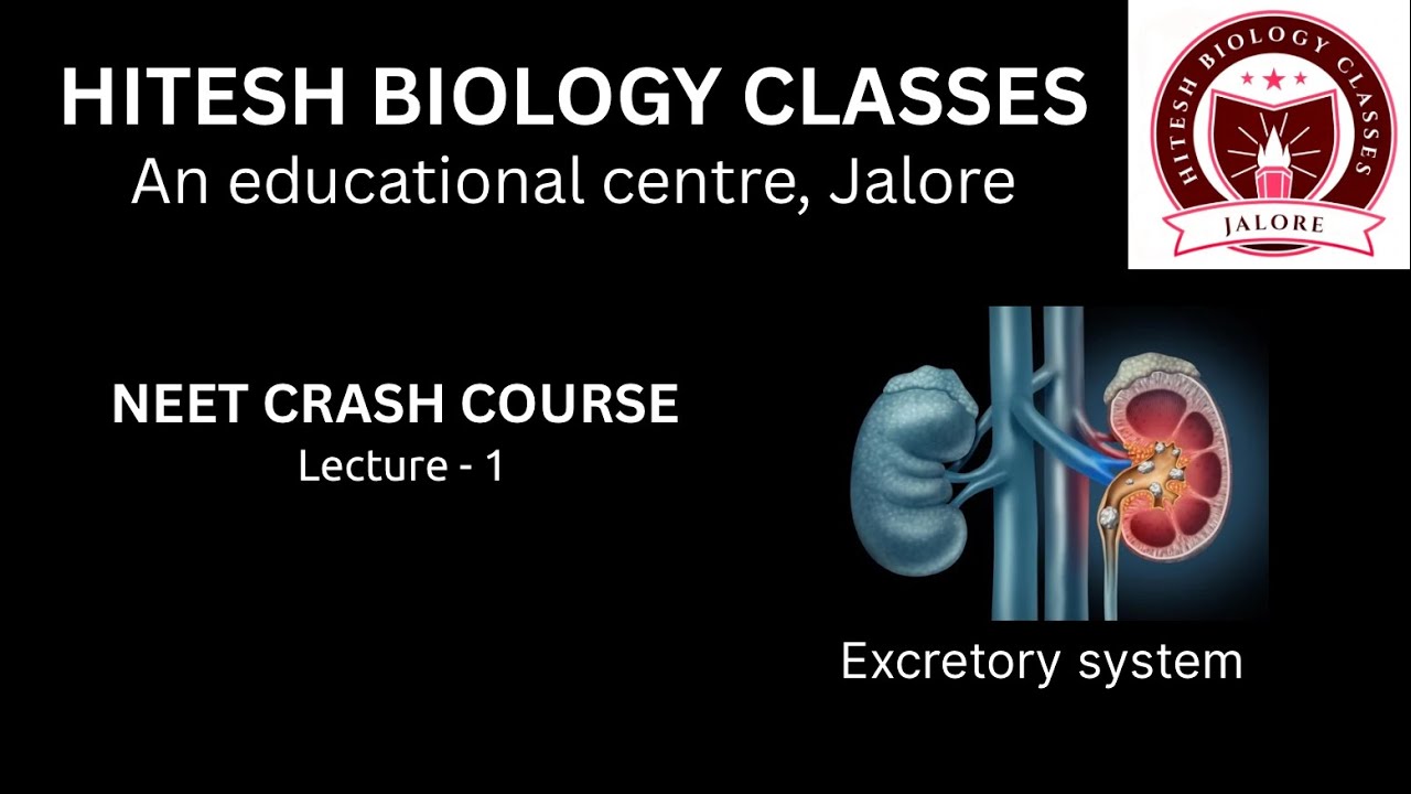 Human excretory system (L 1 crash course) - YouTube