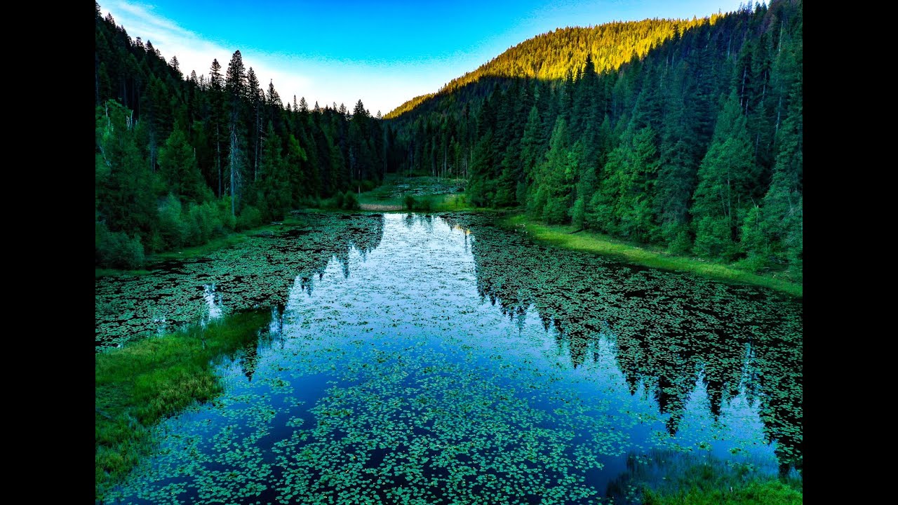 Living with the Natural World. Horses, Wild Forests and Farm Life ...