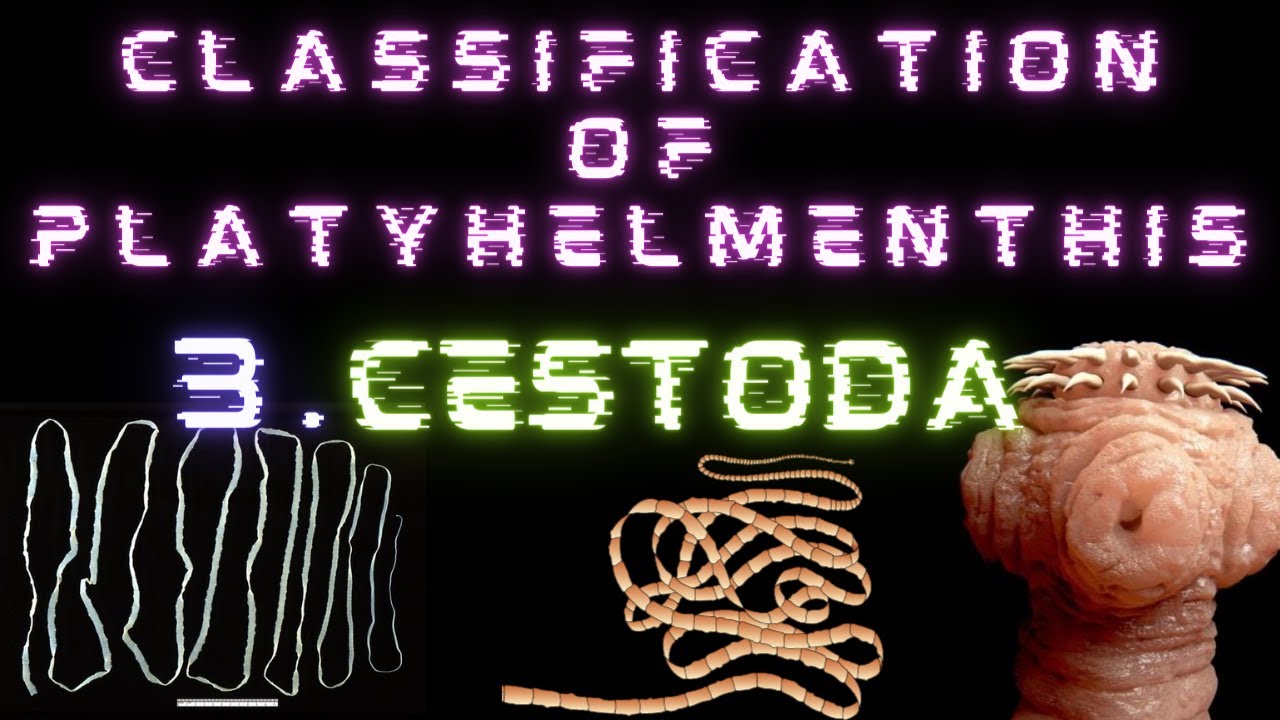 CESTODA | CLASSIFICATION OF PHYLUM PLATYHELMENTHIS | BSC - YouTube