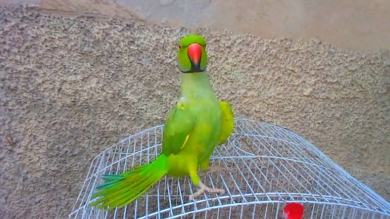 So Smart and Beautiful parrot talking - YouTube
