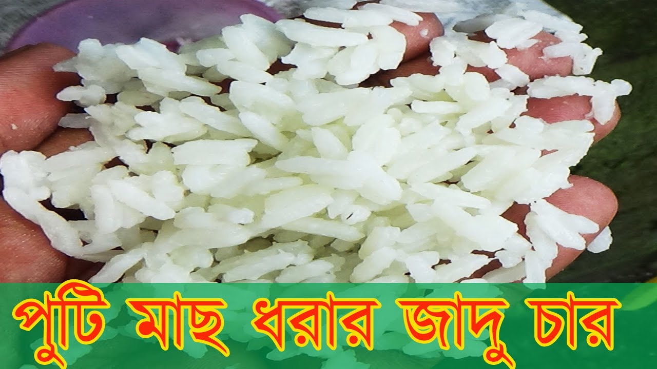পুটি মাছ ধরার জাদু চার | বিনা পয়সায় পুটি মাছের চার | puti macher char ...