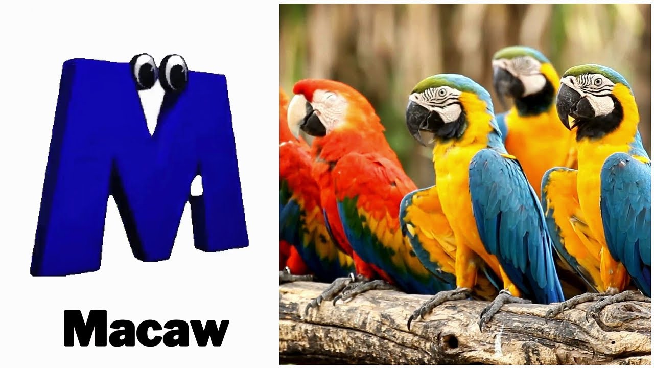 ABC - Alphabet Song - ABC Song - Collection - 2023 #22 - YouTube