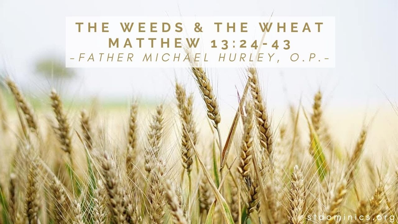 7/19/20 - Sunday's Gospel: The Weeds & The Wheat (Matthew 13:24-43 ...