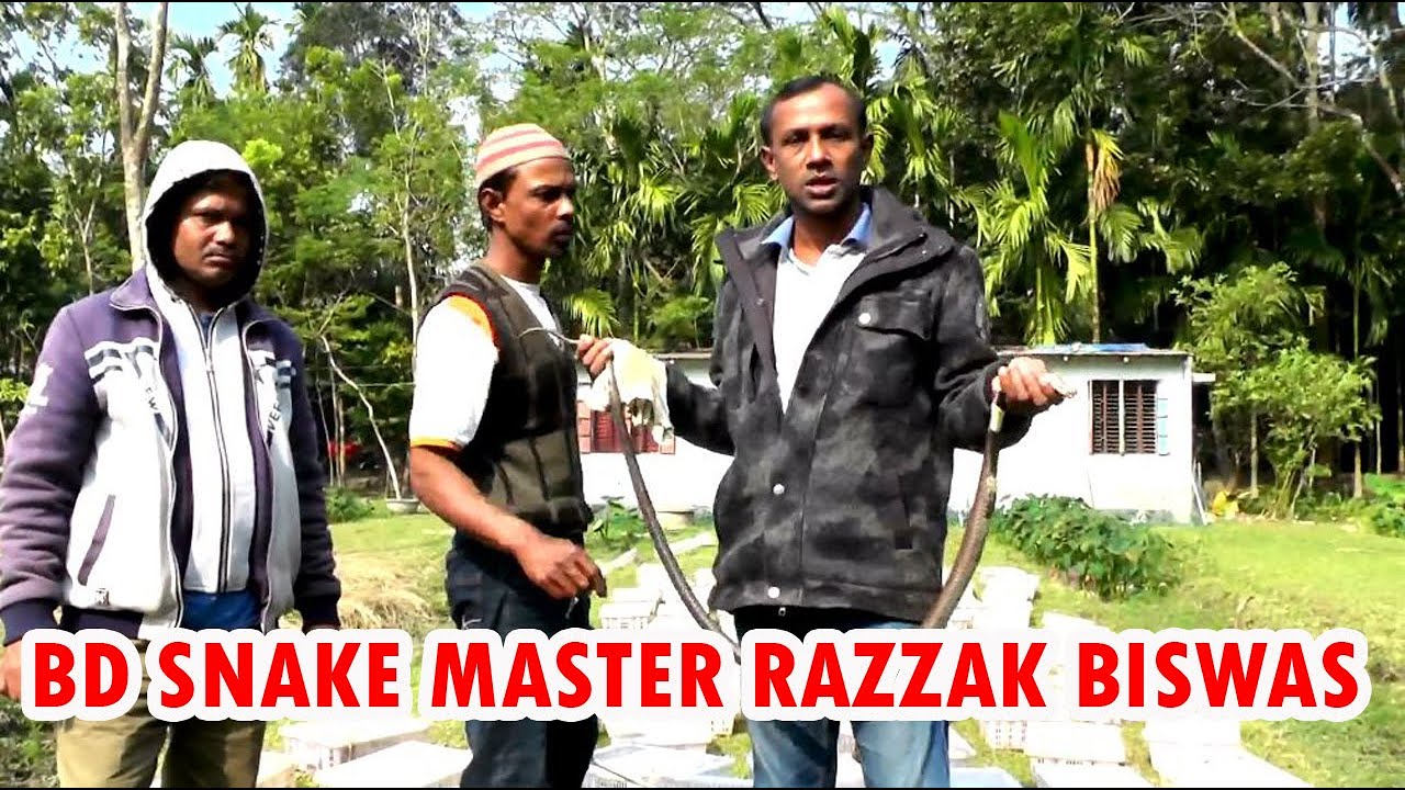 পটুয়াখালী রাজ্জাক বিশ্বাস দেখালেন সাপ কিভাবে খোলস পাল্টায় ! | bd snake master razzak biswas ...