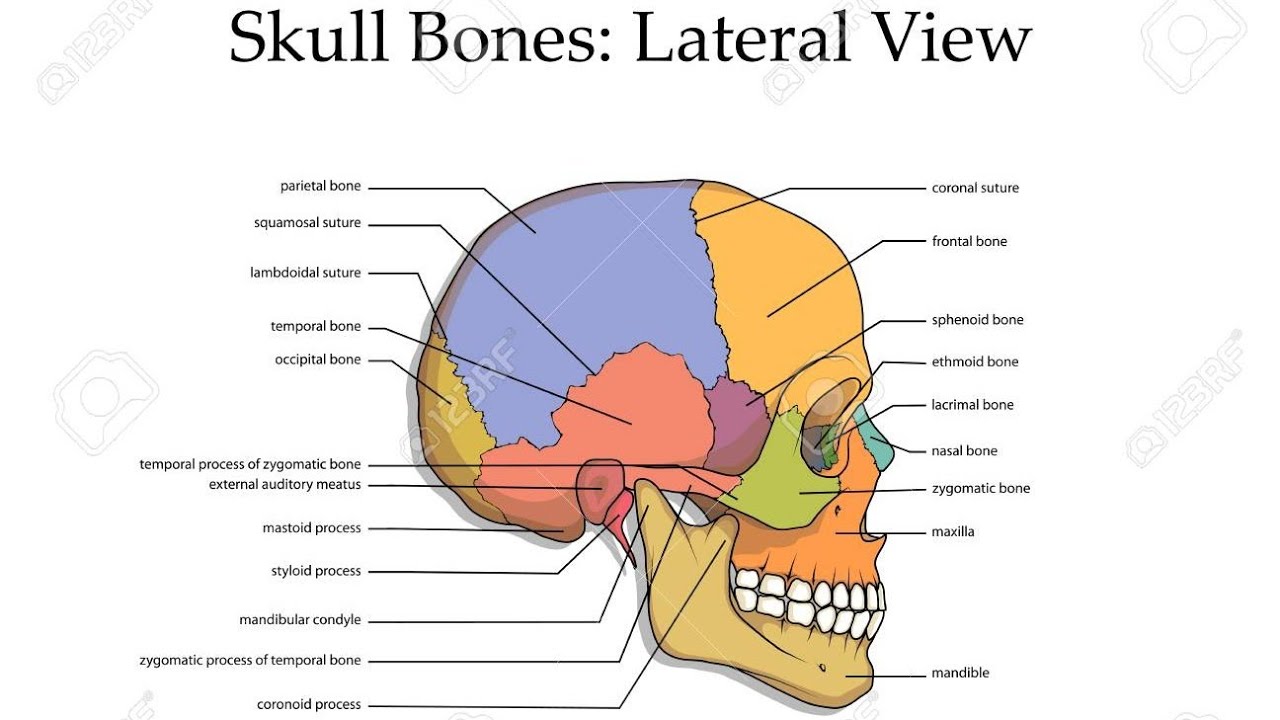 Lateral part of the skull | simple explanation |anatomy of the skull ...