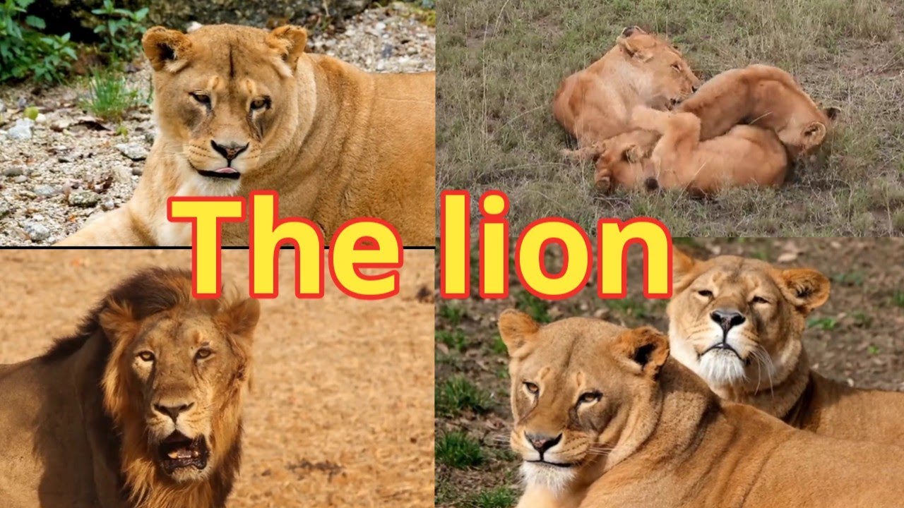 National Geographic Documentary - the strongest lion pride in sundorbon ...
