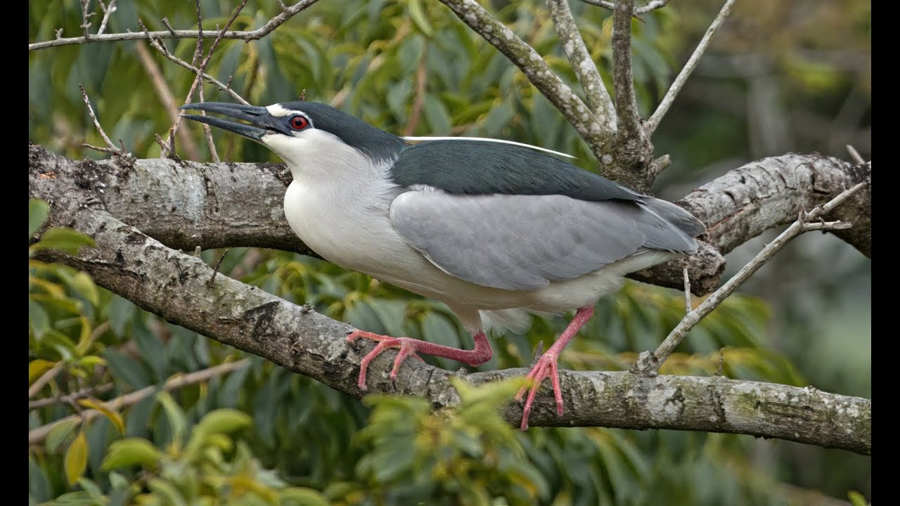 Black Crowned Night Herons of Kowloon Park, Hong Kong. Adult, Juvenile ...