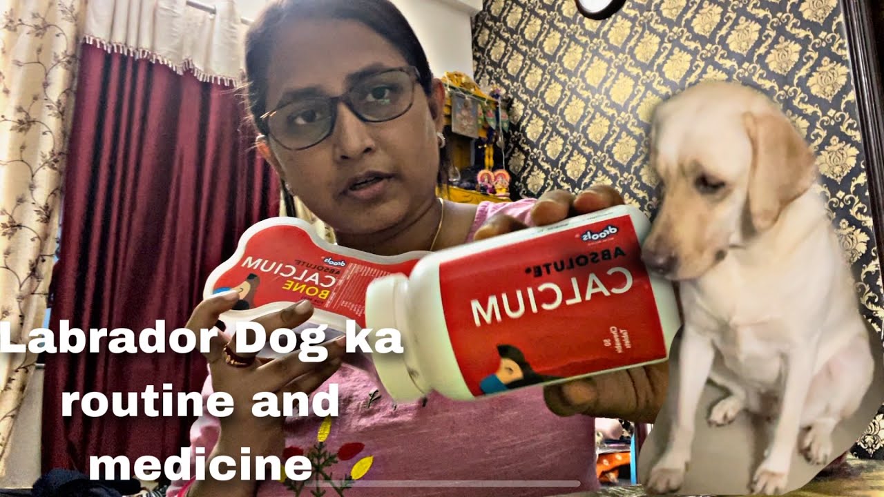Labrador Dog Ka Food And Medicine Routine ll RESHMI LIFESTYLE ll - YouTube