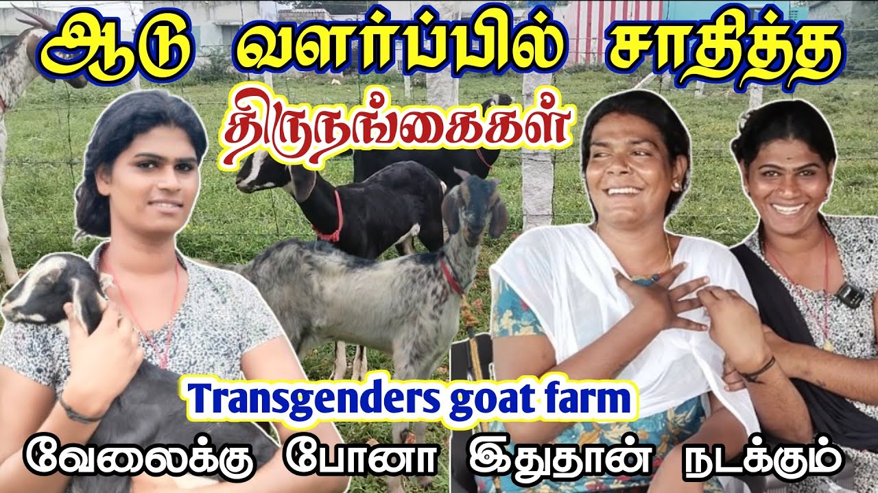 ஆடு வளர்ப்பில் சாதித்த திருநங்கைகள்/ இந்த வருமானம் போதும் / transgender ...