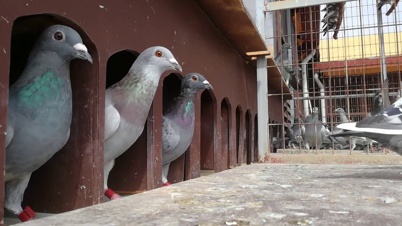 Pigeons going out to train 19 september 2017 - YouTube