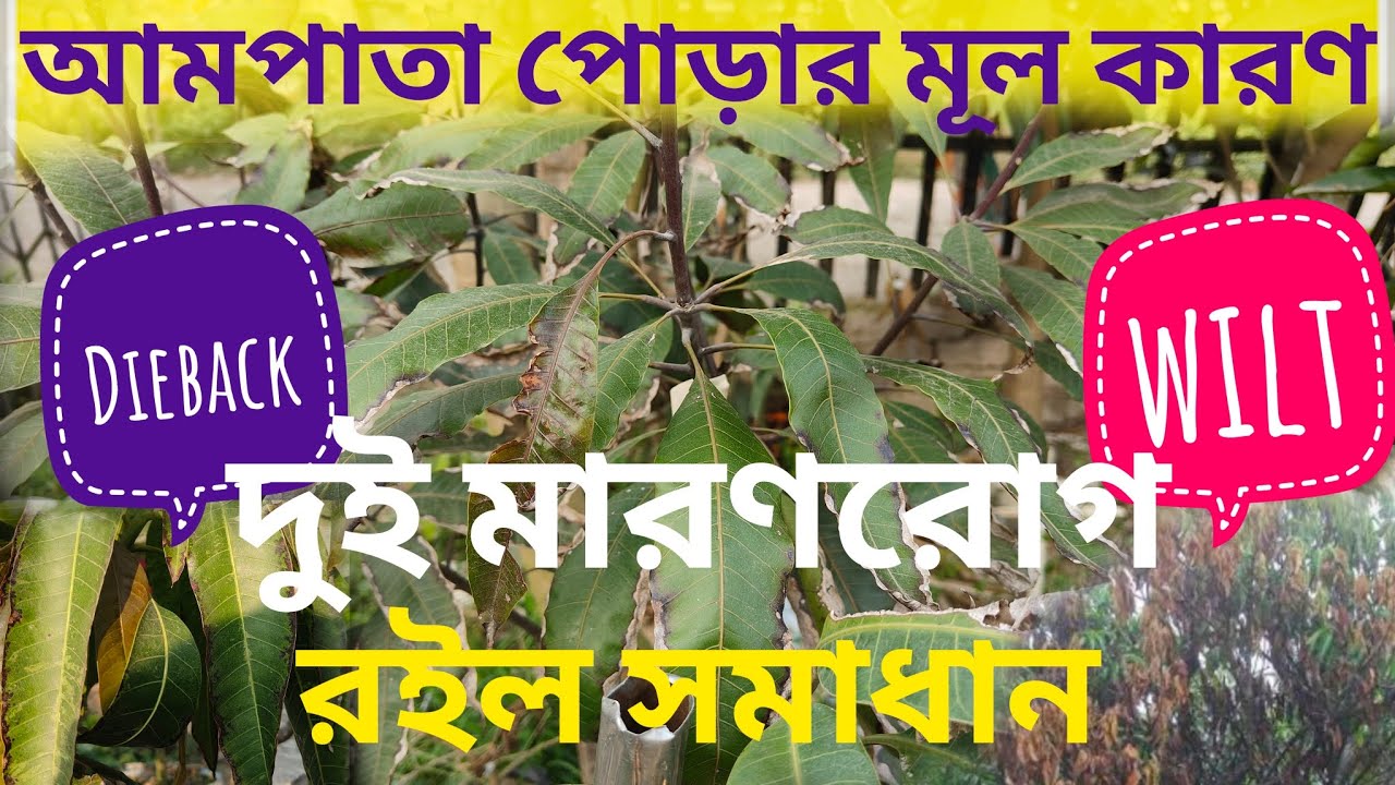 আমপাতা পোড়ার মূল কারণ Dieback ও wilt.how to control dieback.mango leaf ...