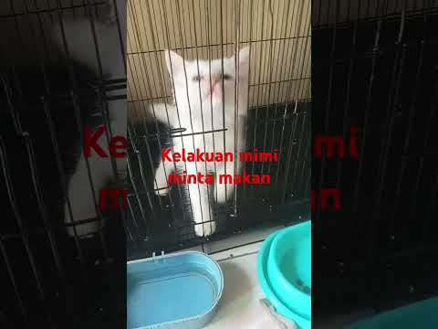Mimi minta makan#cat #kucingimut #kucingputihlucu
