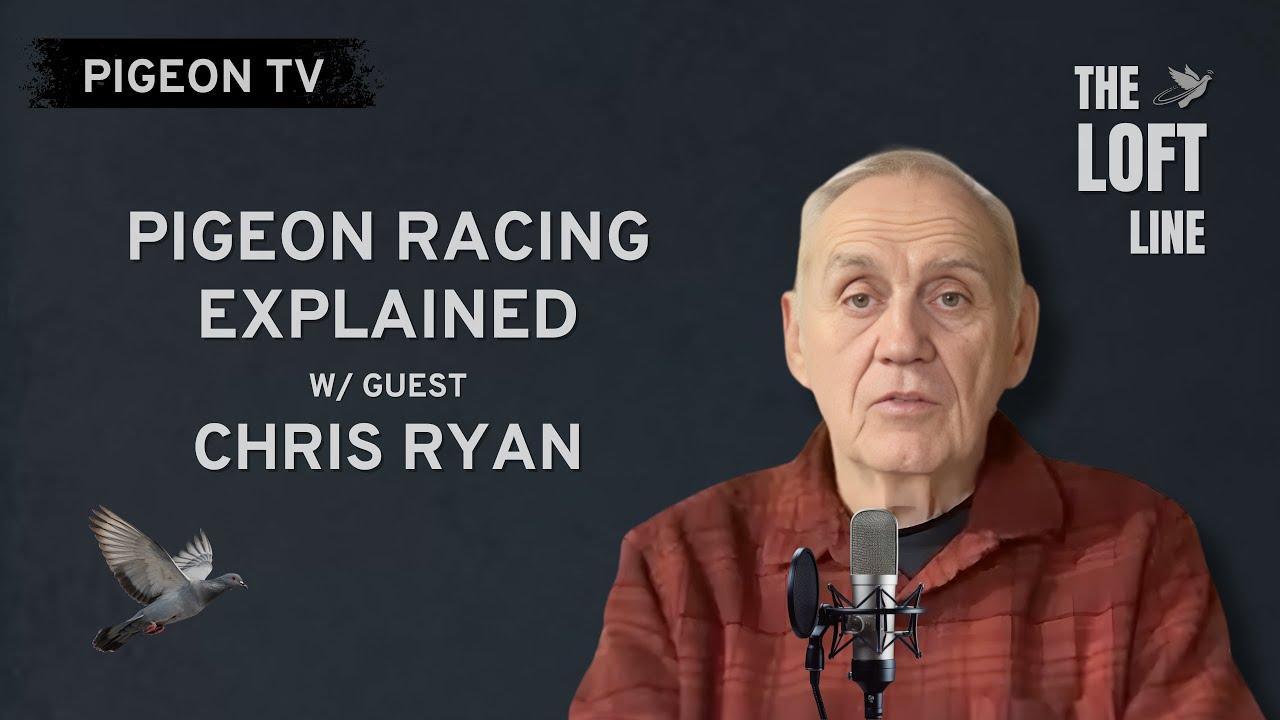 The Loft Line - Pigeon Racing Explained With Chris Ryan - YouTube