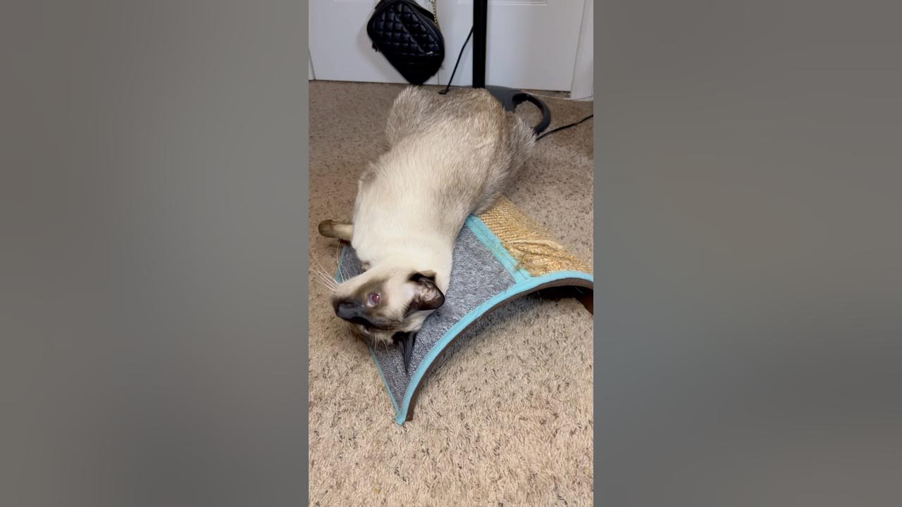 Sebastian’s Reaction To Catnip On The Cat Scratcher 🤣 #catsofyoutube #catshorts #catvideos # ...