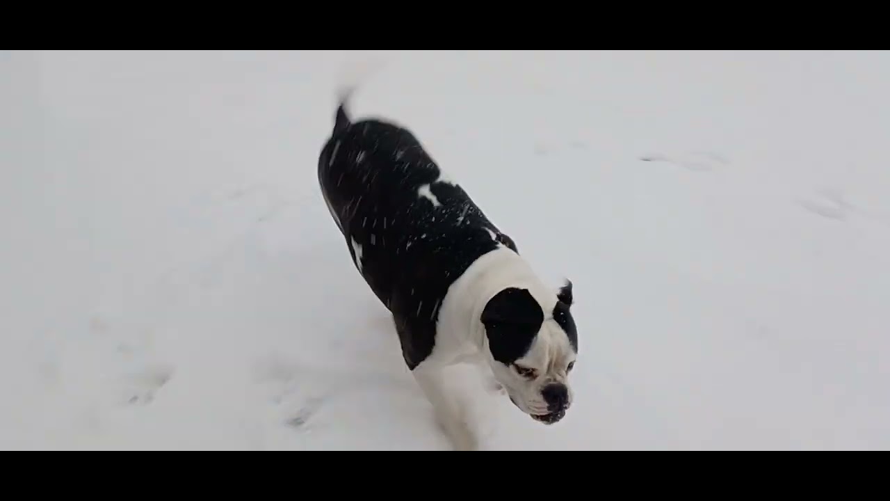 Jan 10 2025 snow day - Gunther - YouTube