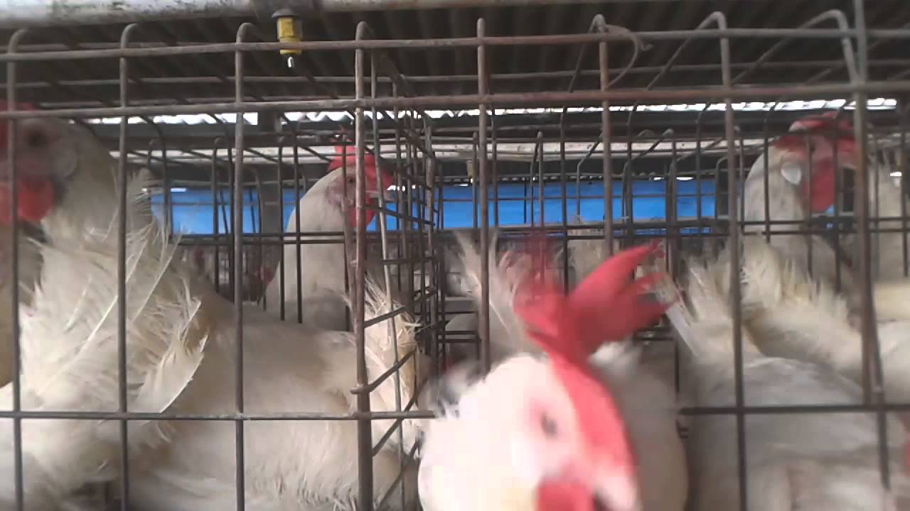 Hens shouting | Akshat Raj Stops Hens Voice - YouTube