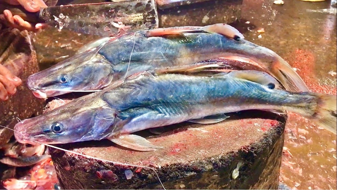 Incredible Bagre Fish Cutting Skills In Fish Markets! Fish Fillets ...