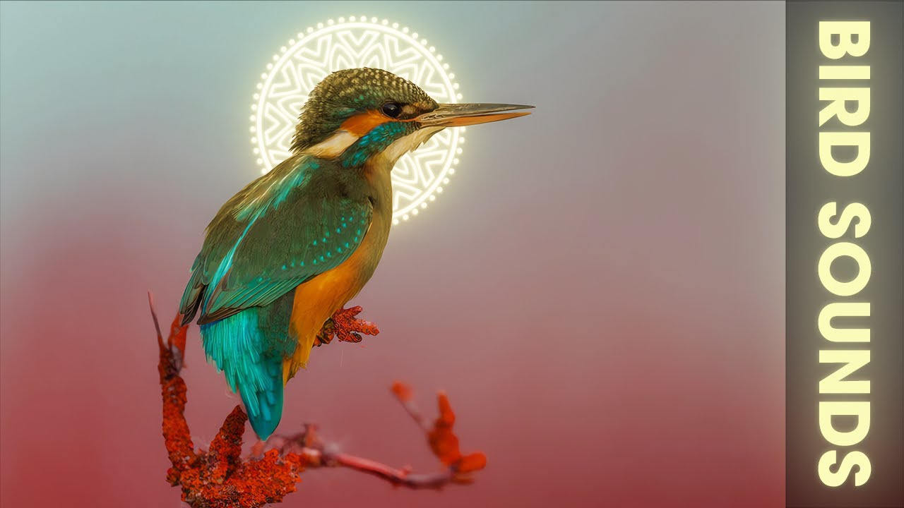 🎶🐦Relaxing Bird Sounds | Peaceful Birds Singing and Chirping - Nature's ...