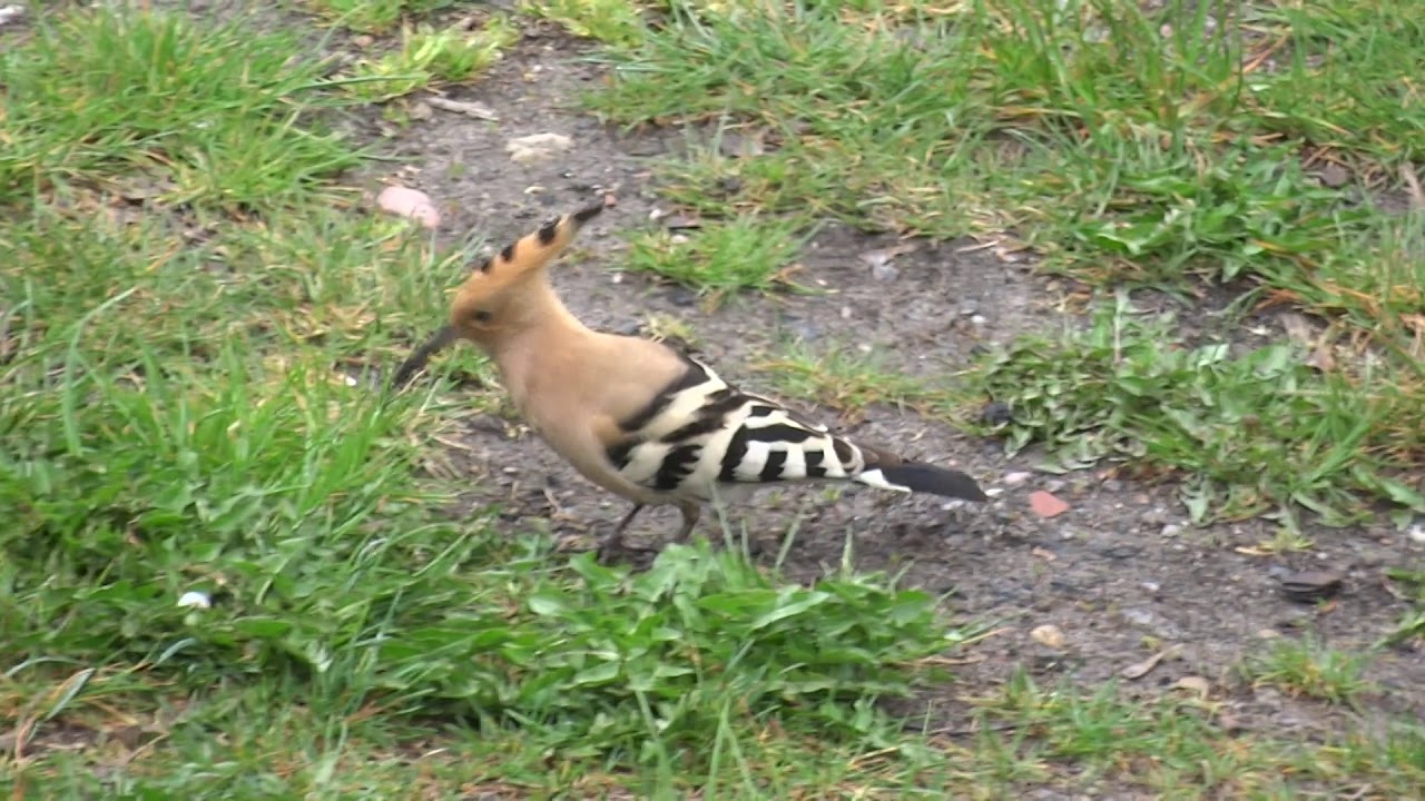 Dudek Ptak - YouTube