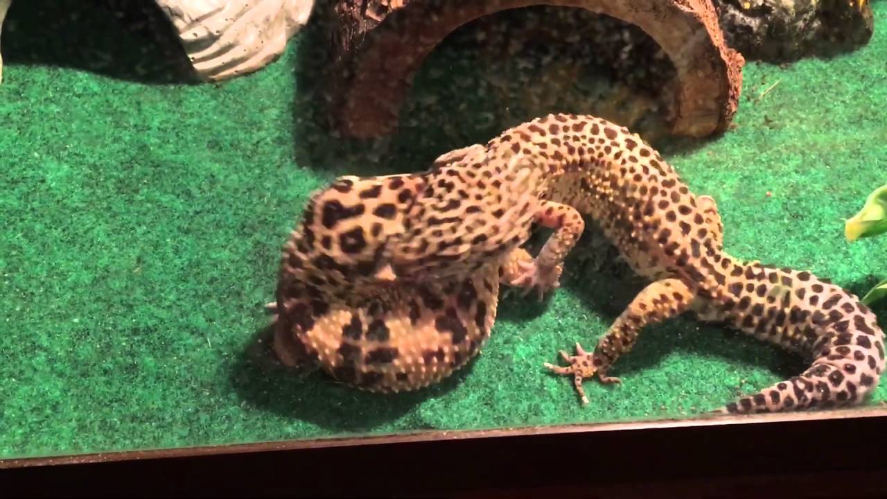 Leopard Gecko mating - YouTube