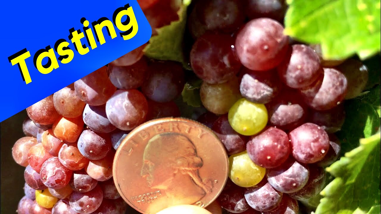 Pixie Grape - Amazing Compact Container Grape Plant (Tasting) - YouTube