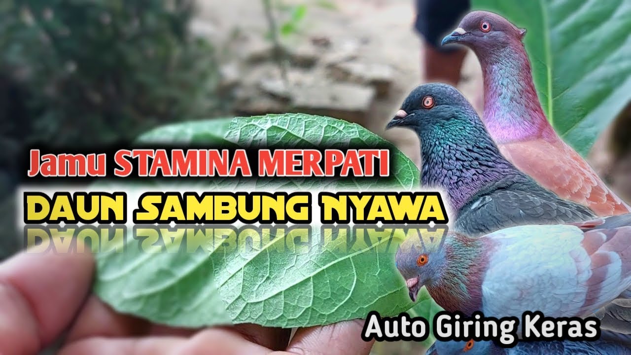 Jamu Stamina Burung Merpati - YouTube