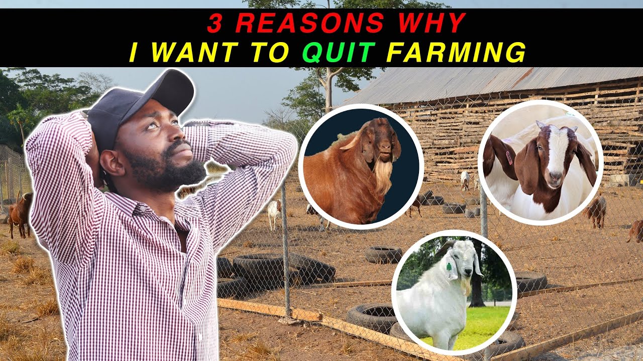 YOU HAVE BEEN LIED TO: THIS IS WHY FARMING IN AFRICA IS DIFFICULT - YouTube