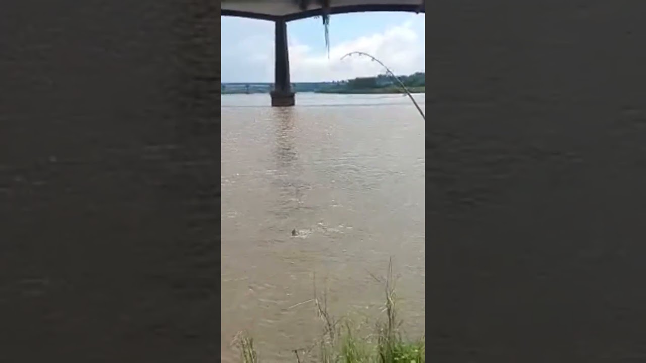 Big Monster fish 🐬Puli Vaha l Kerala l snakehead l - YouTube