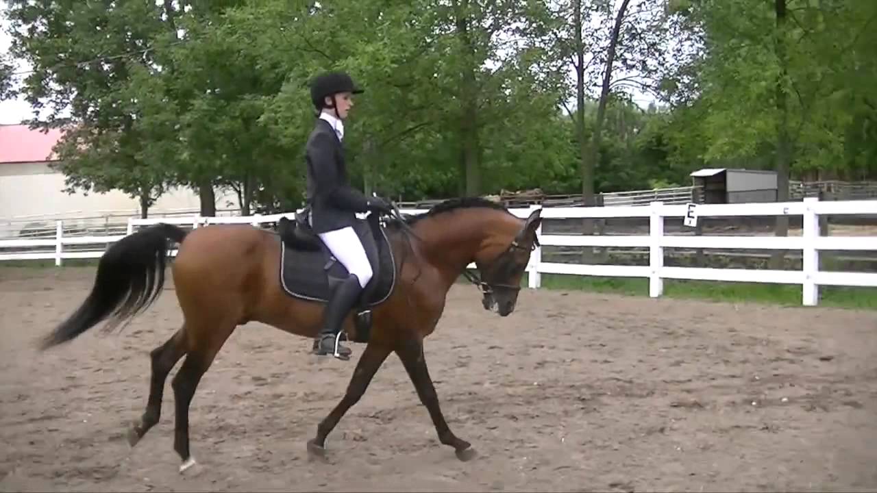 Regent Arabians Cairos - Purebred Arabian Horse - YouTube