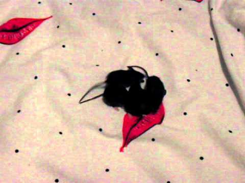 Fekete japán táncoló egér kölykök-Black japanese dancing mice - YouTube