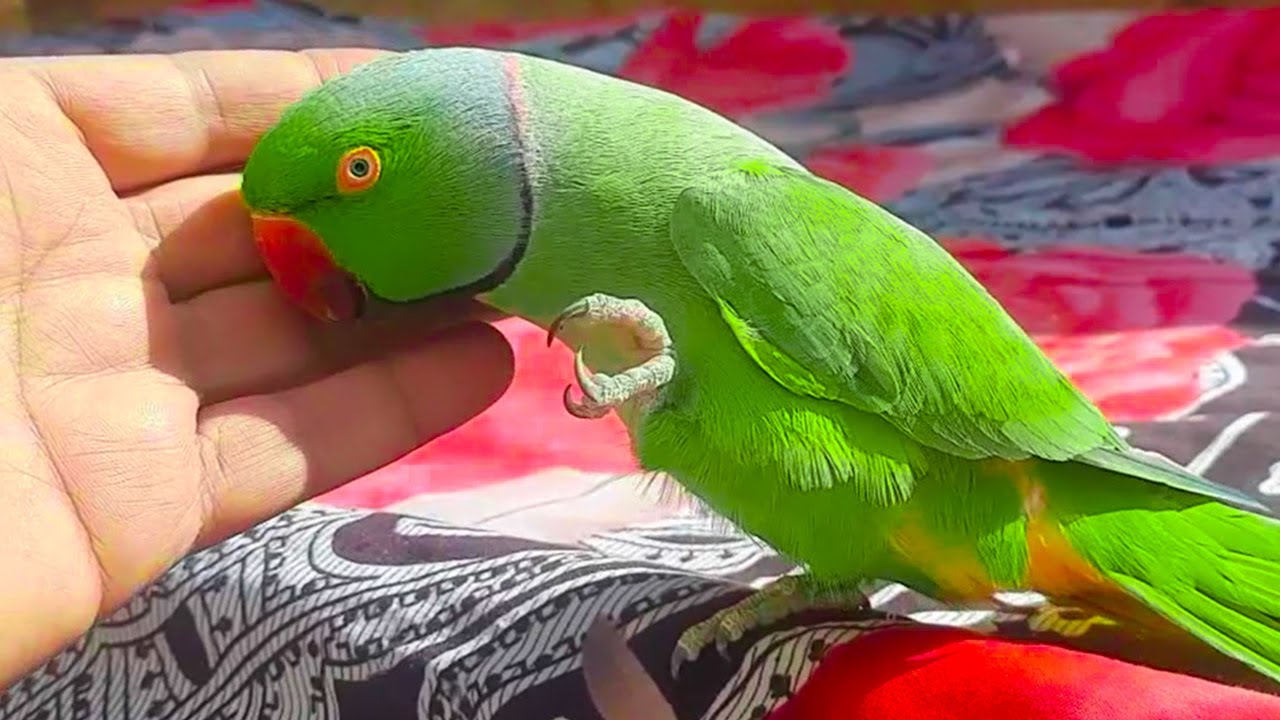 Romeo So Attractive Chatterbox Talking Parrot - YouTube