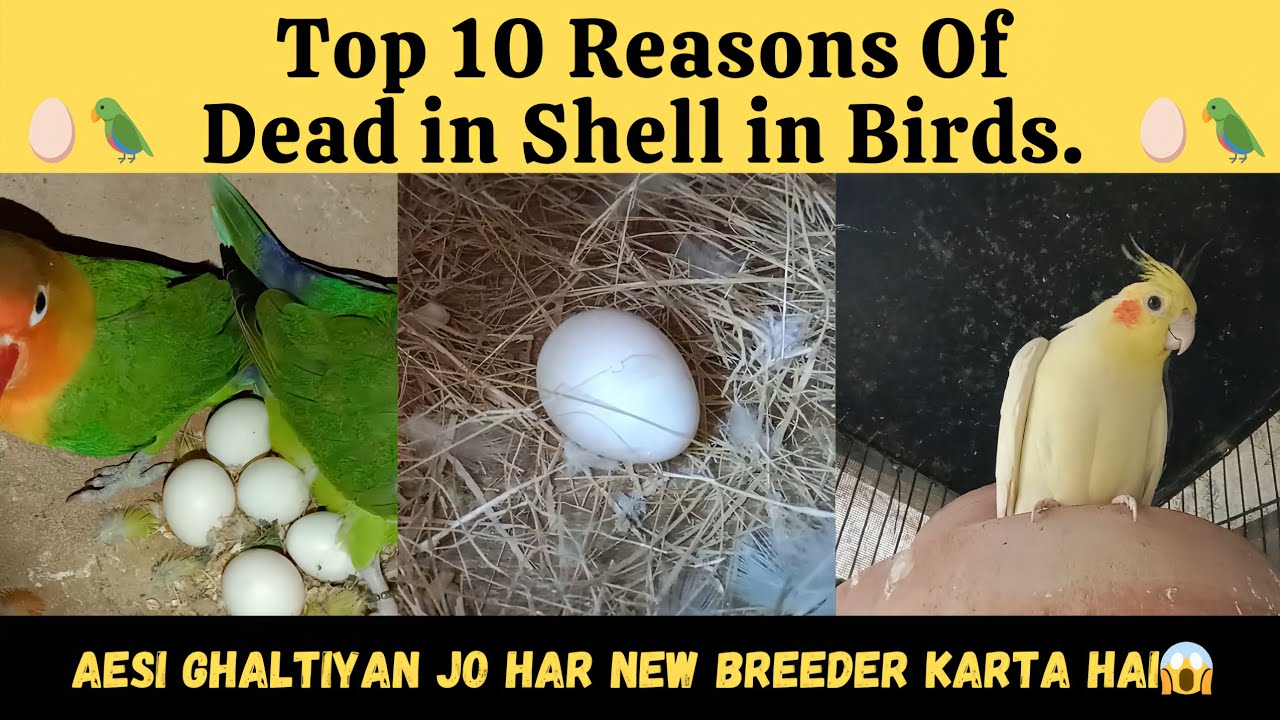 Top 10 Reasons of Dead in Shell in Birds| Solution| Lovebird, Budgies ...
