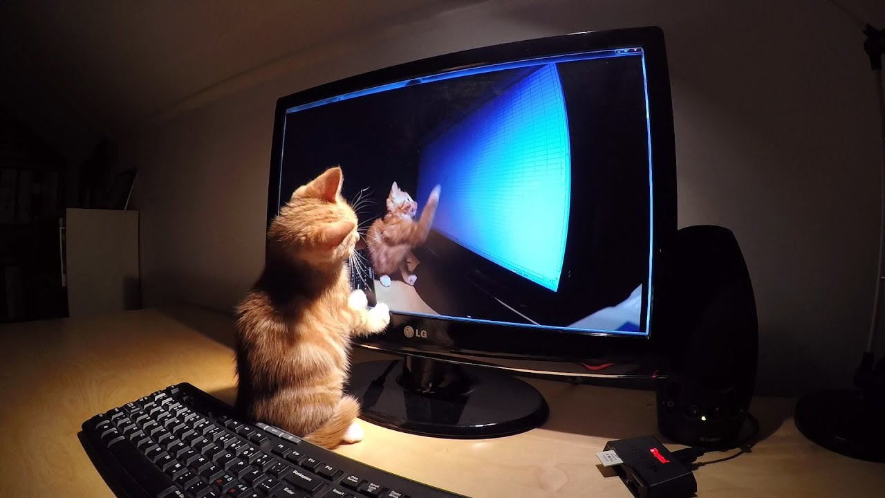 Kitten at computer - YouTube