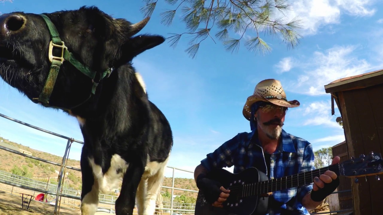 Bull sings along to music - YouTube