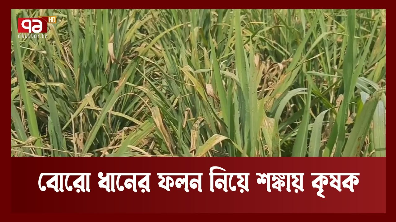 বোরো ধানে দেখা দিয়েছে ব্লাস্ট রোগ | Boro Paddy | News | Ekattor TV ...