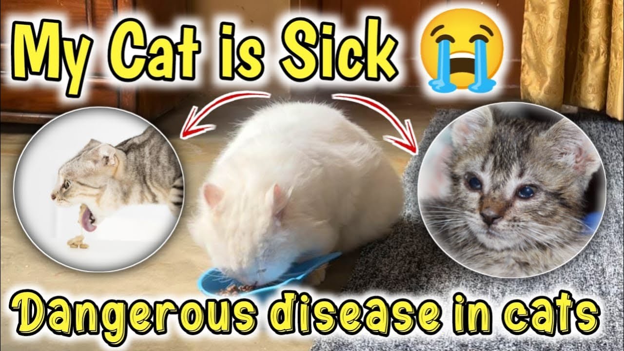 how to know if my cat is sick😱Most Common & dangerous diseases in Cats ...