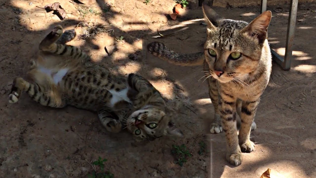 #109 Animal Cat | Wow Cat so cute video 2023 | Cat Pich - YouTube