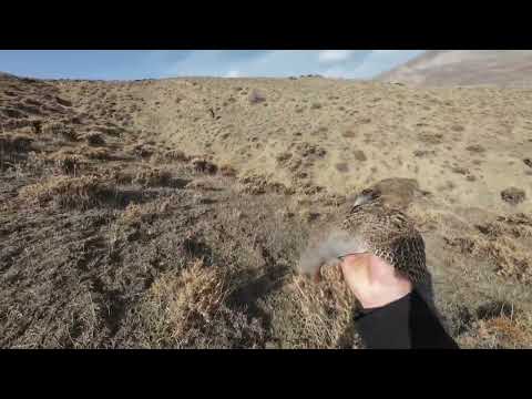 KEKLİK VE TAVŞAN AVI herkese keyifli seyirler Partridge hunting