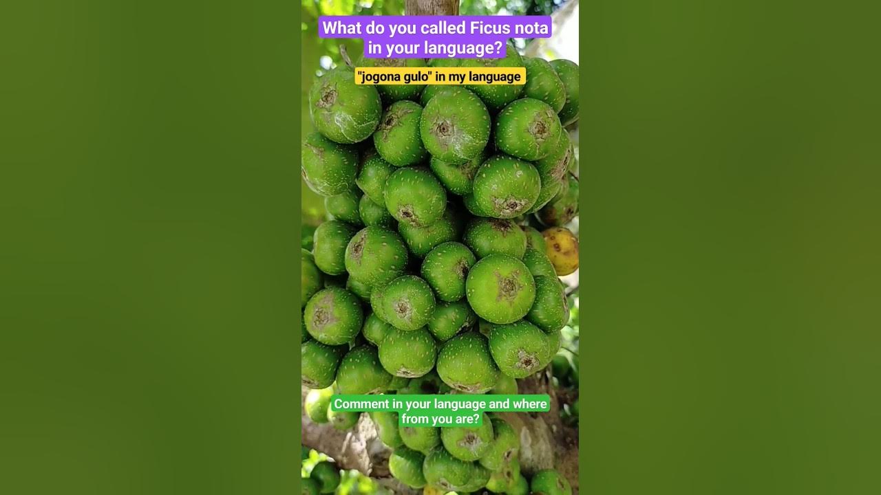 What do you called Ficus nota in your language🤣? #shorts #Ficus_nota #comment - YouTube