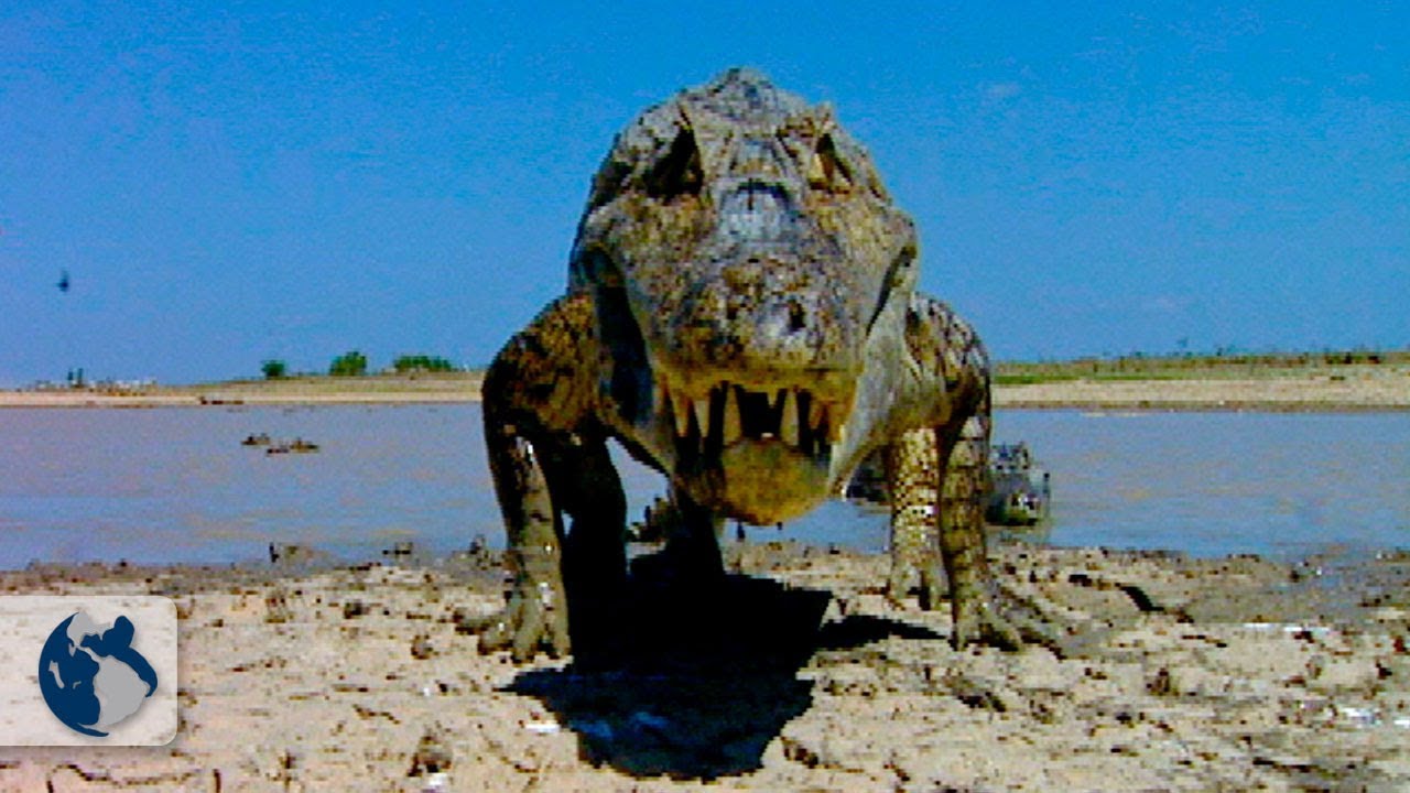 The Morrocoy Turtle. Documentary part 3 - YouTube