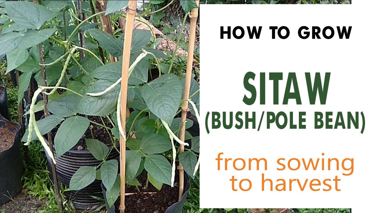 How to Grow Beans: Paano Magtanim ng Sitaw? - YouTube